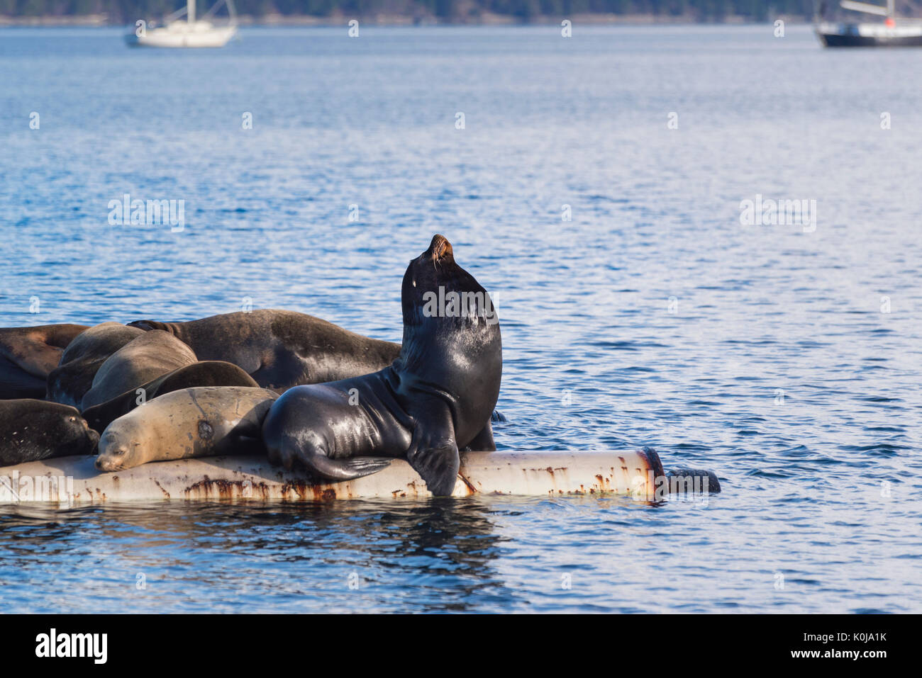 California sea lions on floating hi-res stock photography and images ...