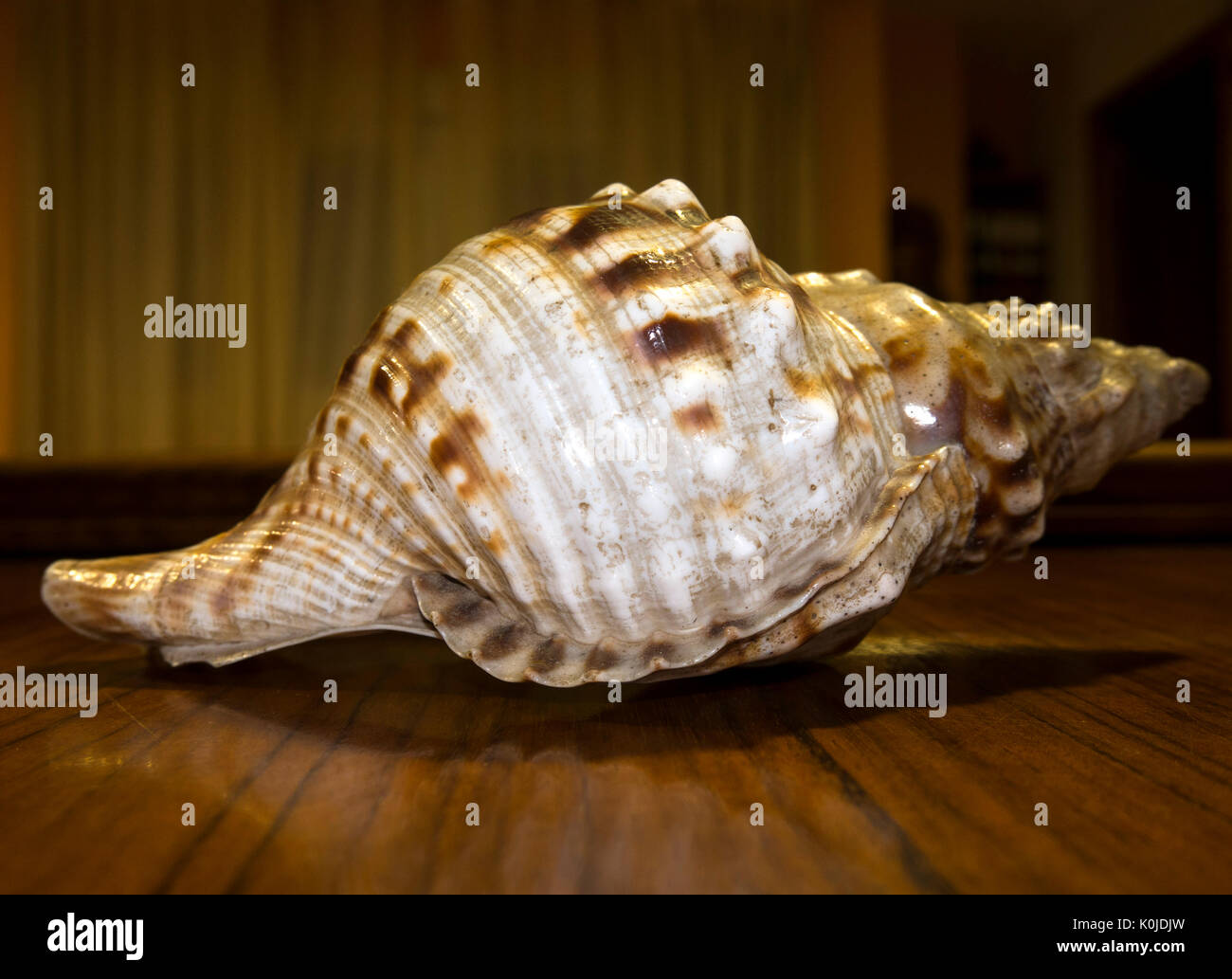 Caracol marino hi-res stock photography and images - Alamy