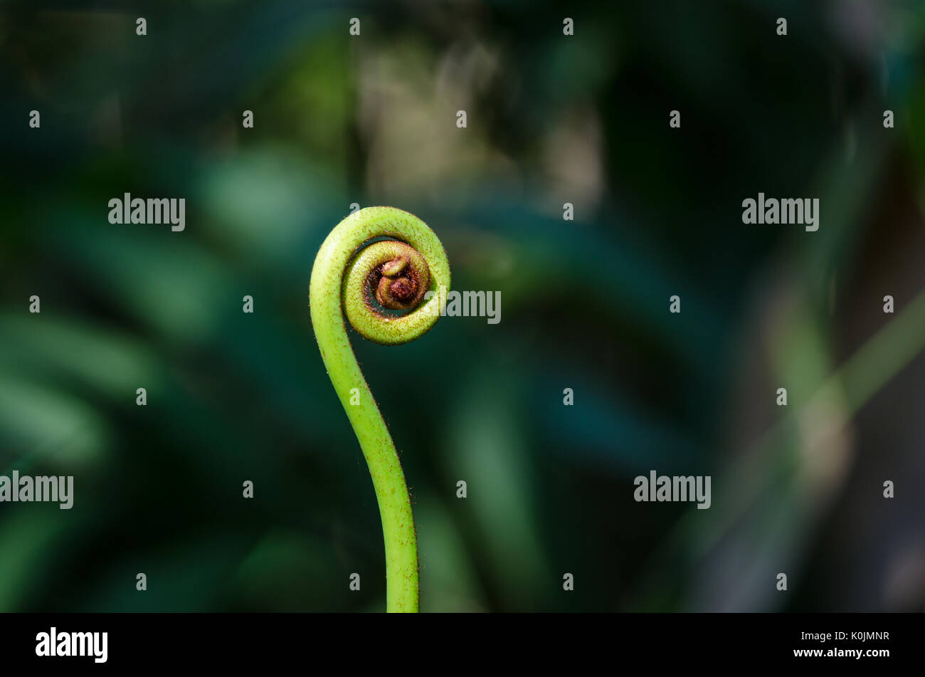 Helical growth hi-res stock photography and images - Alamy
