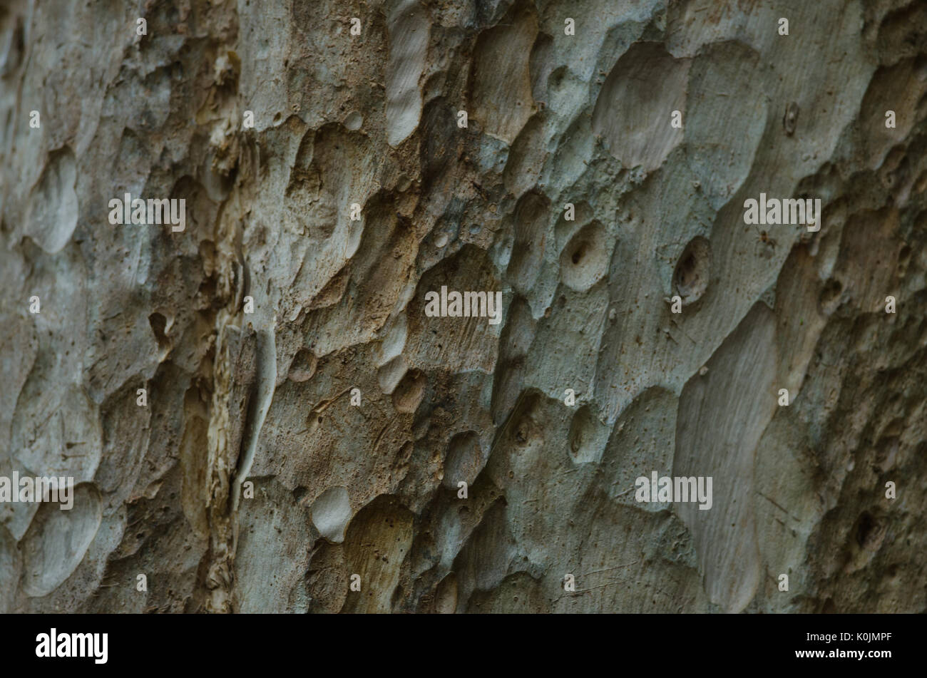 Tree bark texture, abstract background and texture Stock Photo - Alamy