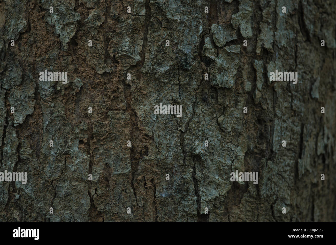 Tree bark texture, abstract background and texture Stock Photo - Alamy