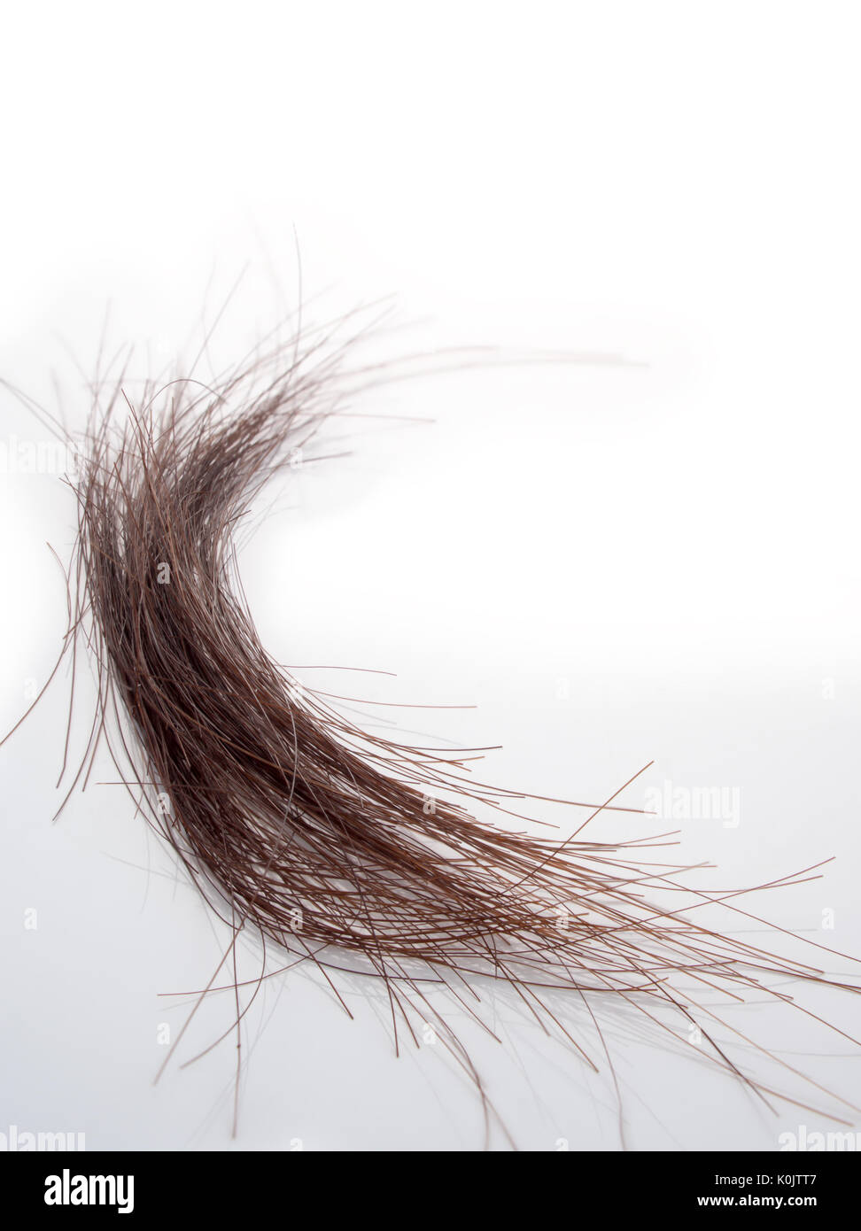 Bunches hair dark brown. On white background with reflection Stock ...