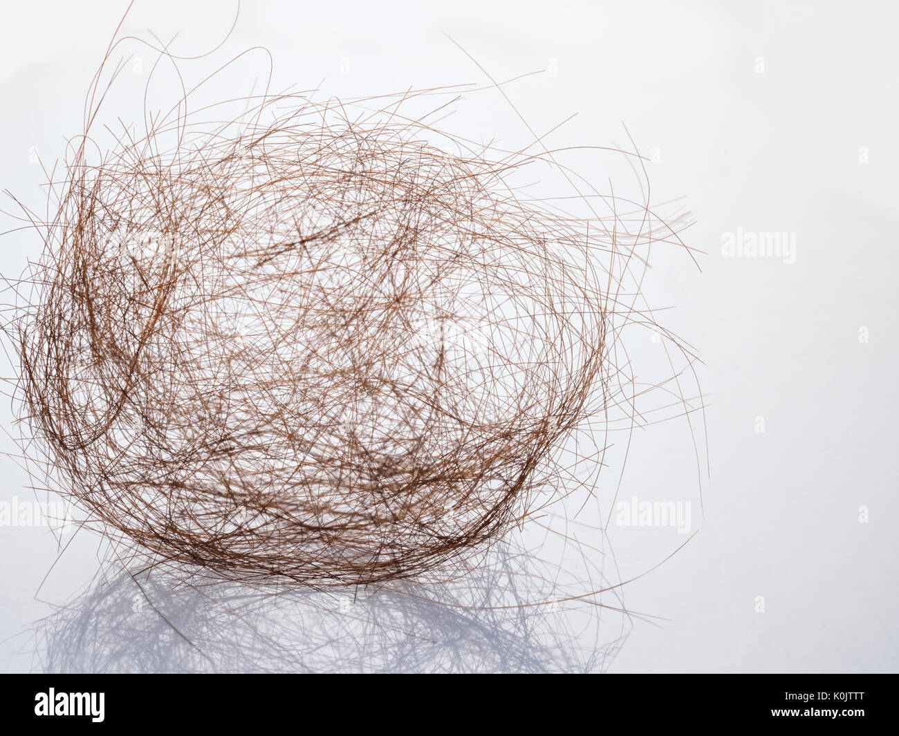 Bunches hair dark brown. On white background with reflection Stock ...