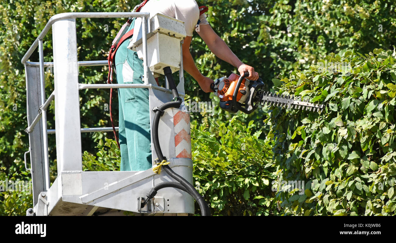 Man is mowing the hedge in height Stock Photo - Alamy