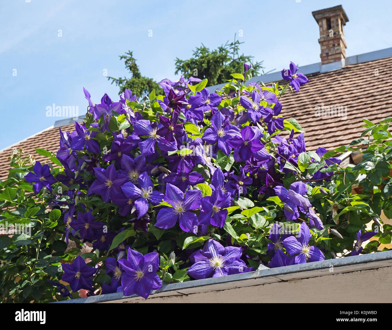 Purple roof tile hi-res stock photography and images - Alamy
