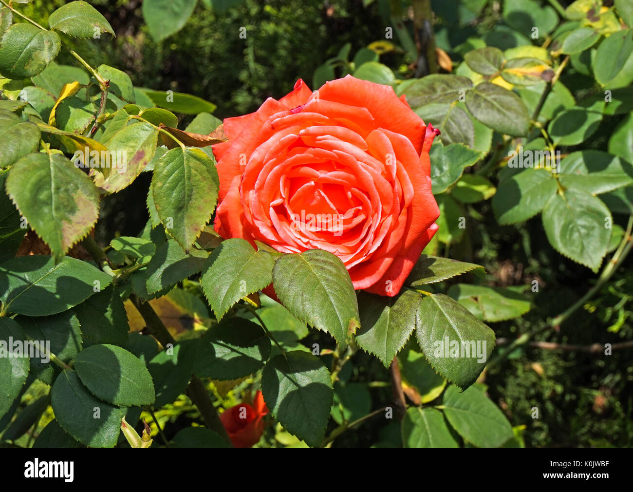 Red rose and leaves Stock Photo - Alamy