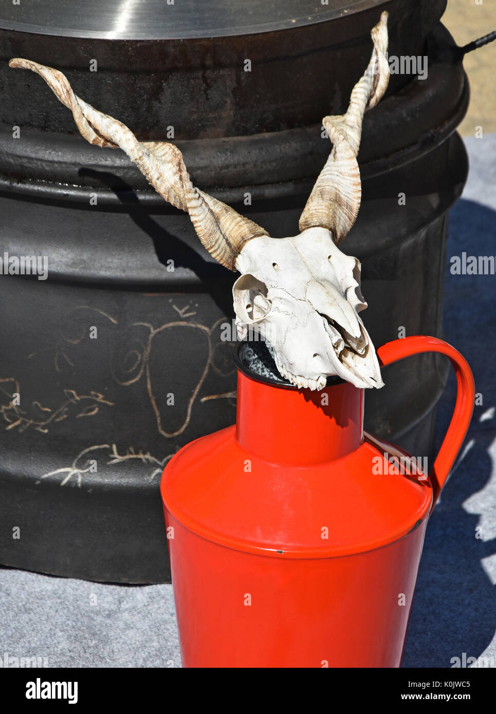 Sheep skull on a red water can Stock Photo - Alamy