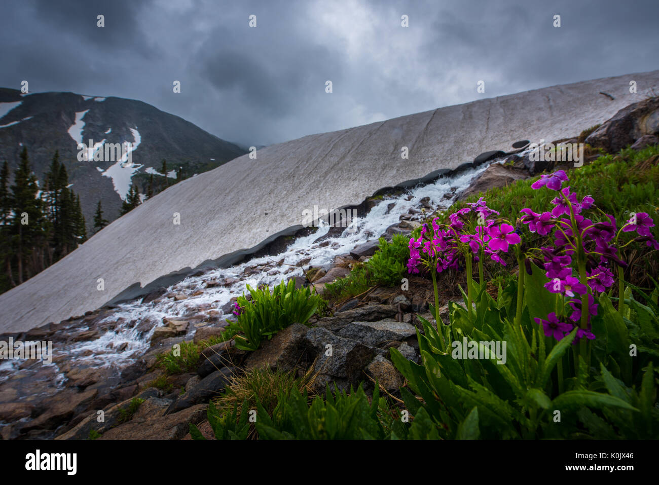 Parry's Primrose Melting snow below lake Isabelle Ward Colorado Stock ...