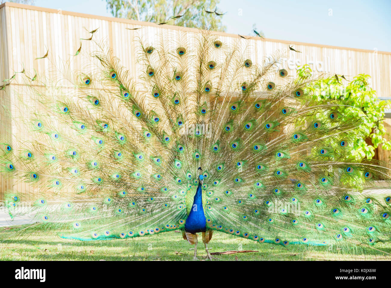 Beautiful fan hi-res stock photography and images - Alamy