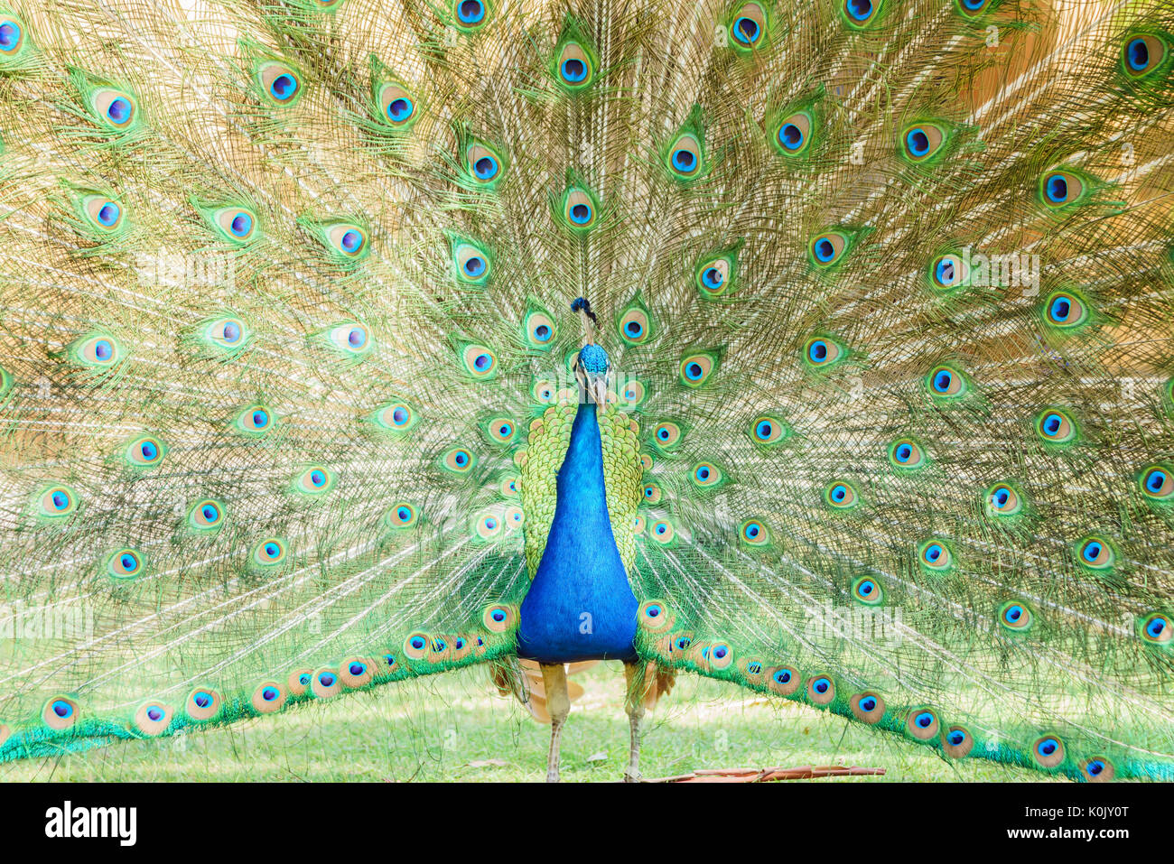 Beautiful fan hi-res stock photography and images - Alamy