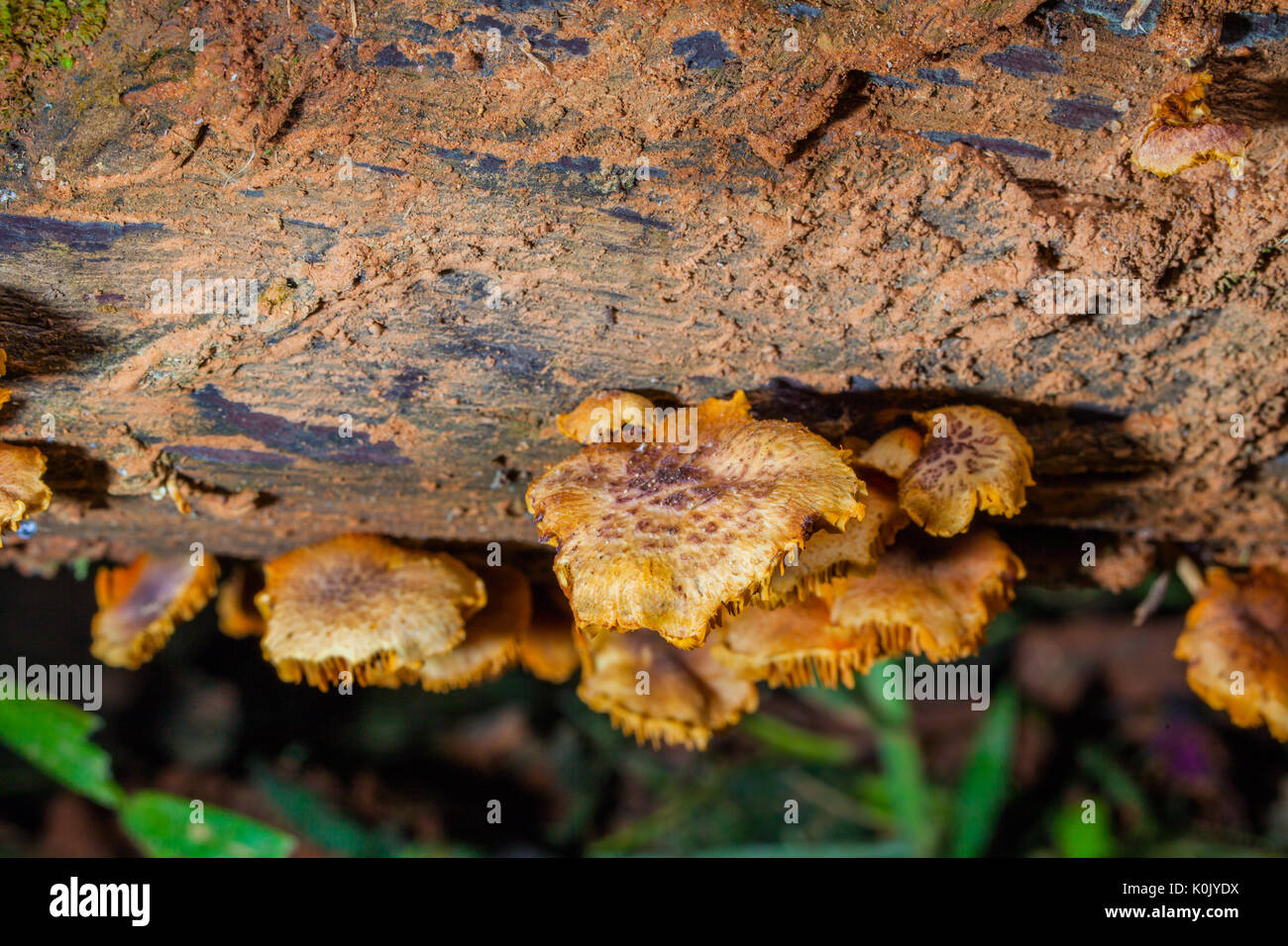 The mushrooms on the boiled wood fall down, the trunk decay over time ...