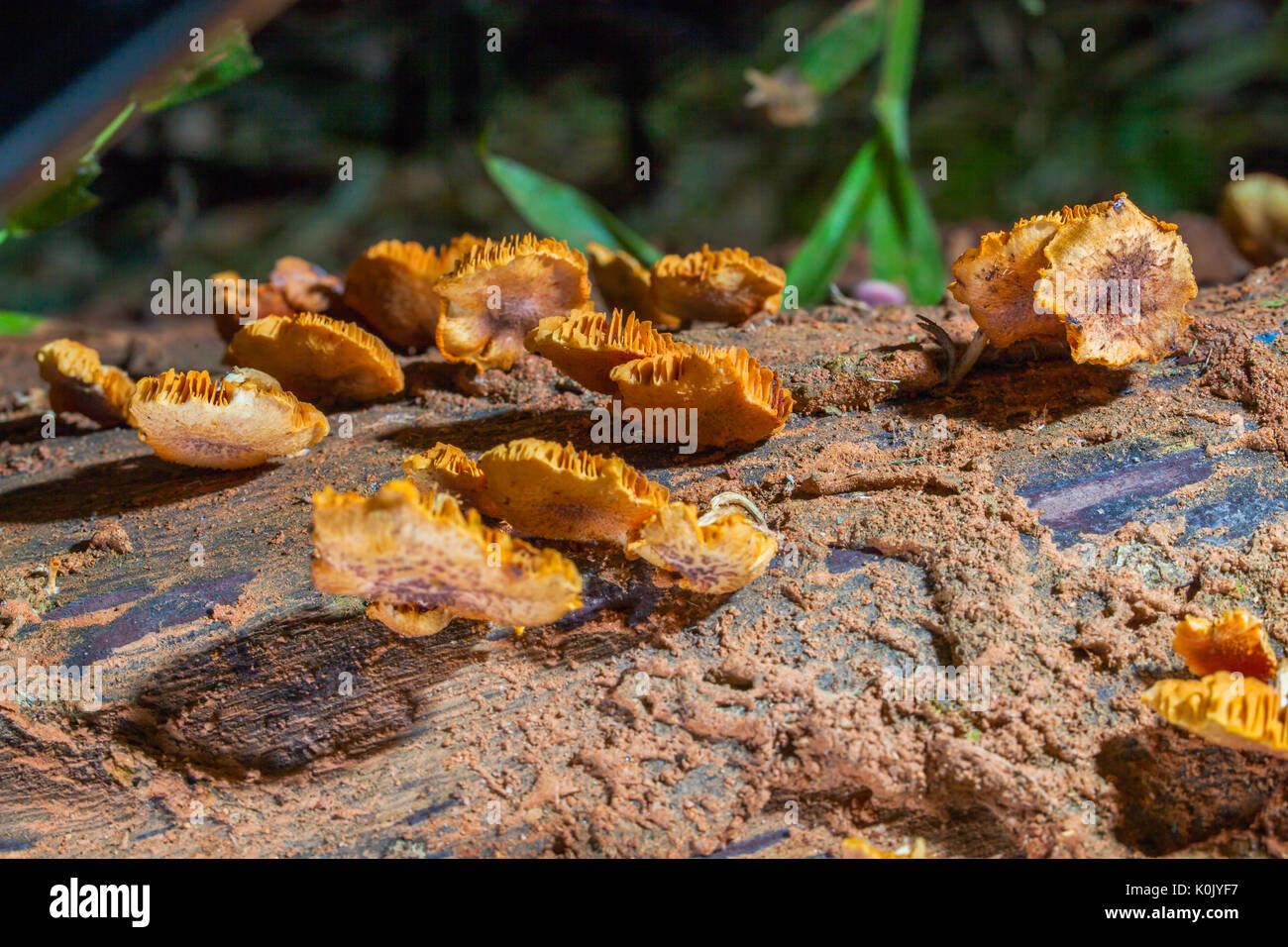 The mushrooms on the boiled wood fall down, the trunk decay over time ...