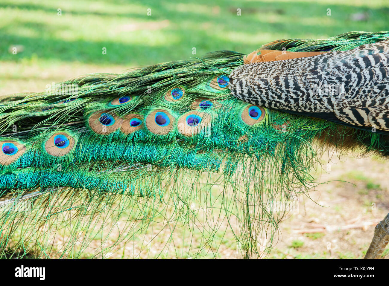 Close up shot of a peacock's fan at Los Angeles County Arboretum ...