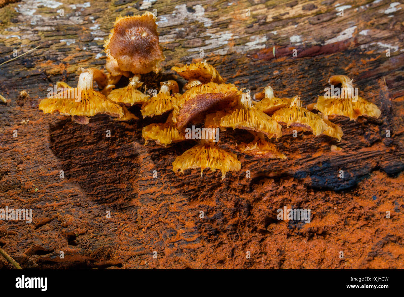 The mushrooms on the boiled wood fall down, the trunk decay over time ...
