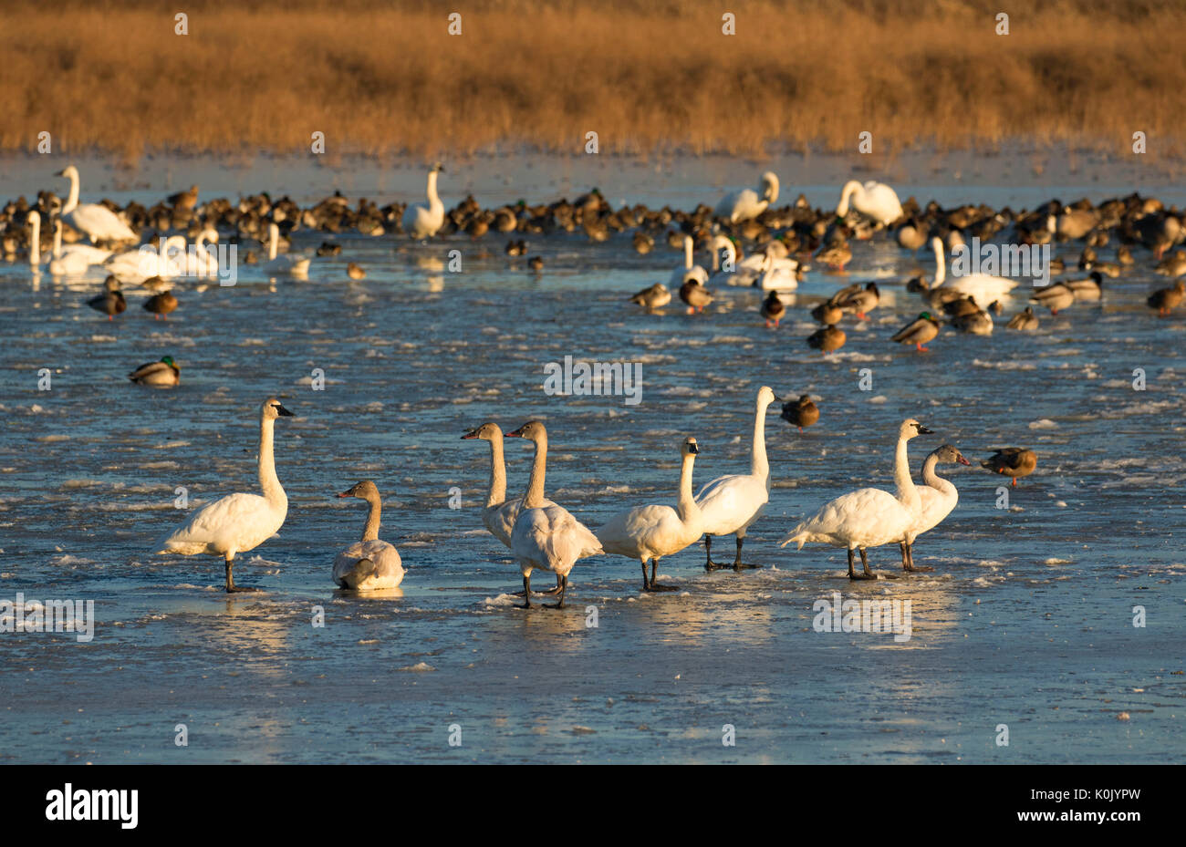 Tundra swans on frozen Eagle Marsh, Ankeny National Wildlife Refuge ...