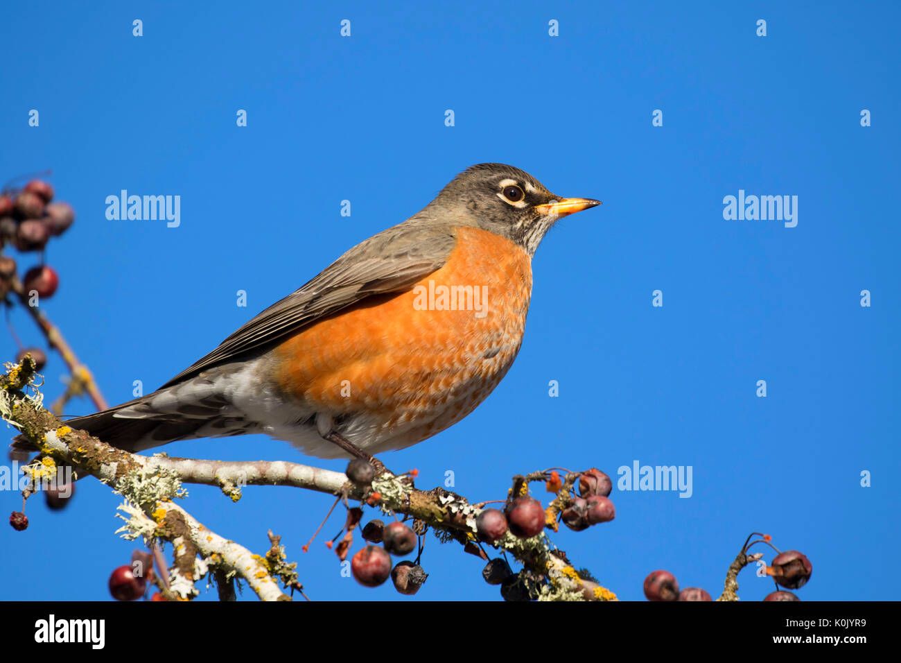 American robin (Turdus migratorius), Marion County, Oregon Stock Photo ...