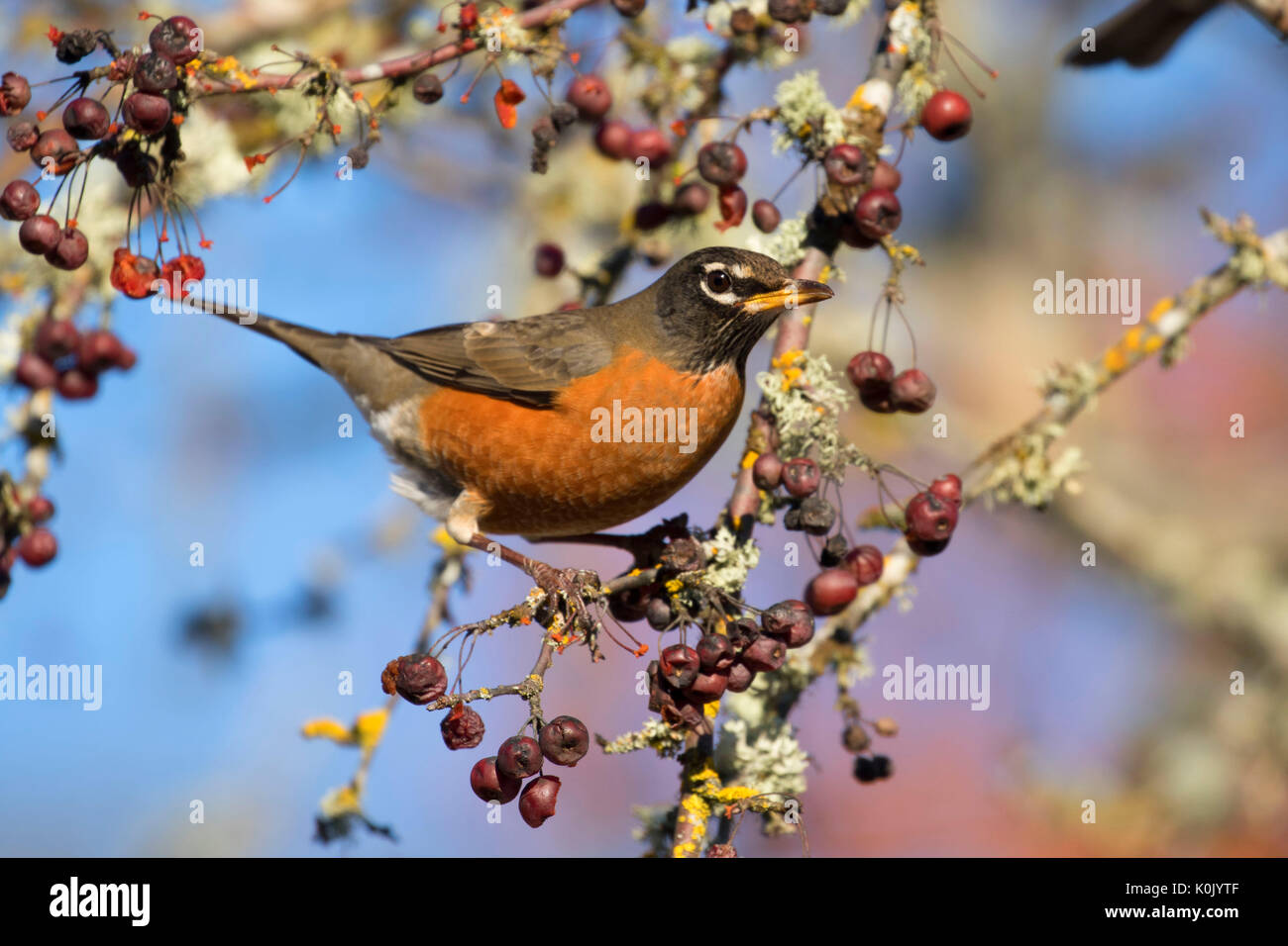 American robin hi-res stock photography and images - Alamy