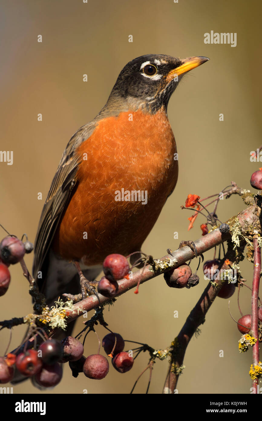 American robin hi-res stock photography and images - Alamy