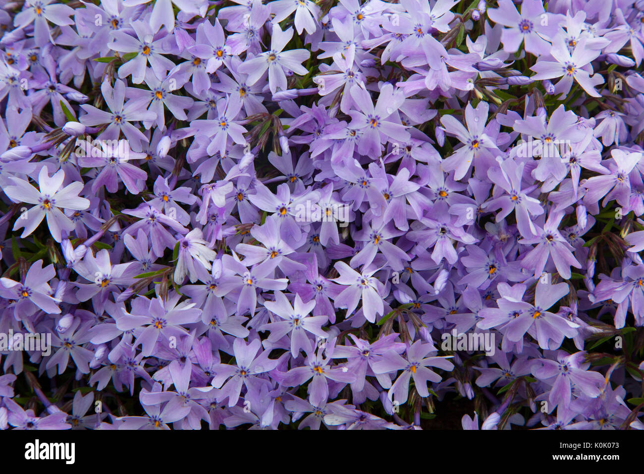 Rosemary rosmarinus officinalis hi-res stock photography and images - Alamy