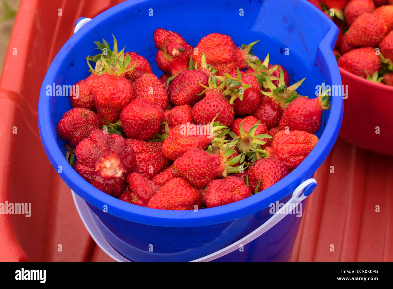 Oregon strawberries hi-res stock photography and images - Alamy