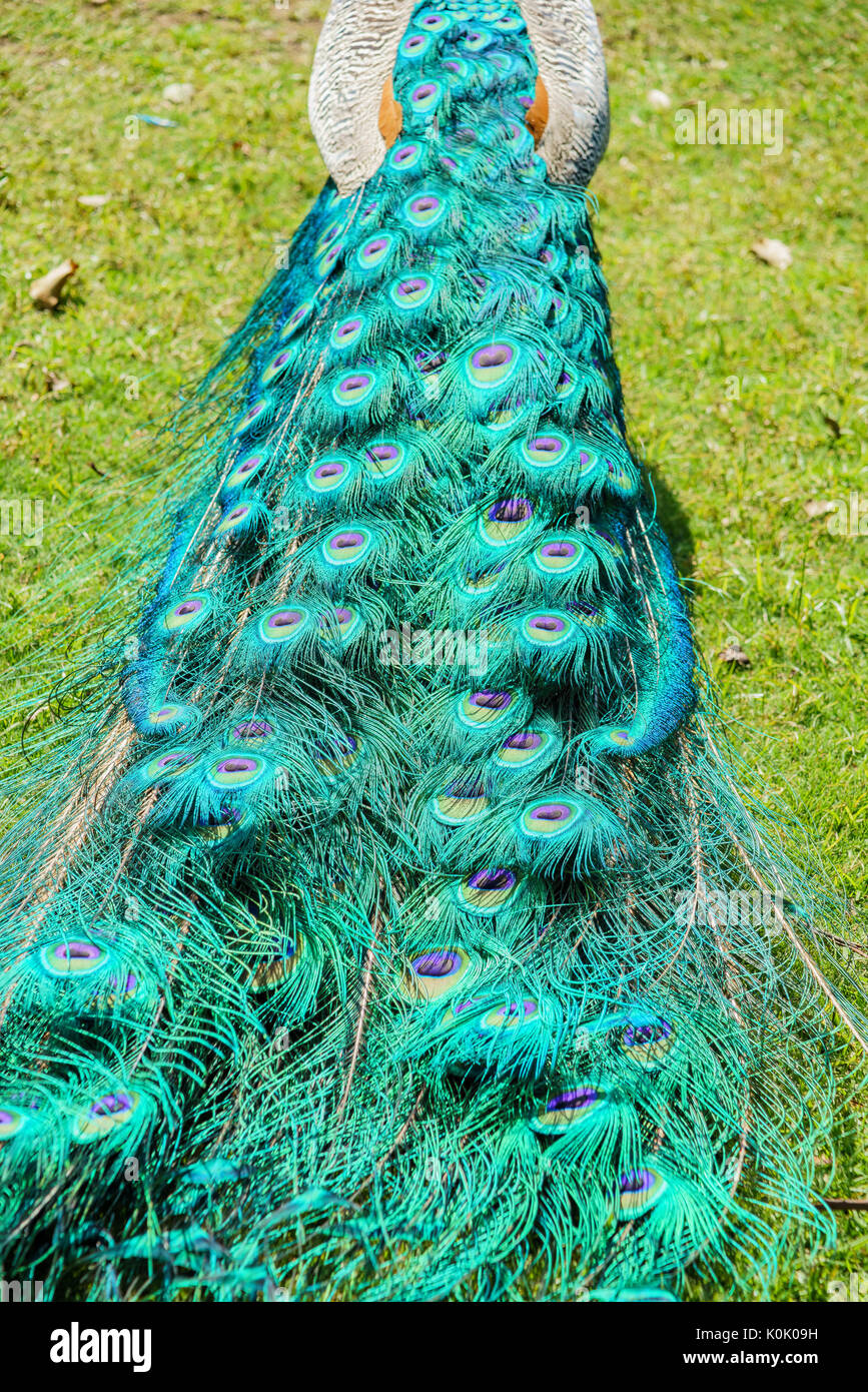 Close up shot of a peacock's fan at Los Angeles County Arboretum ...