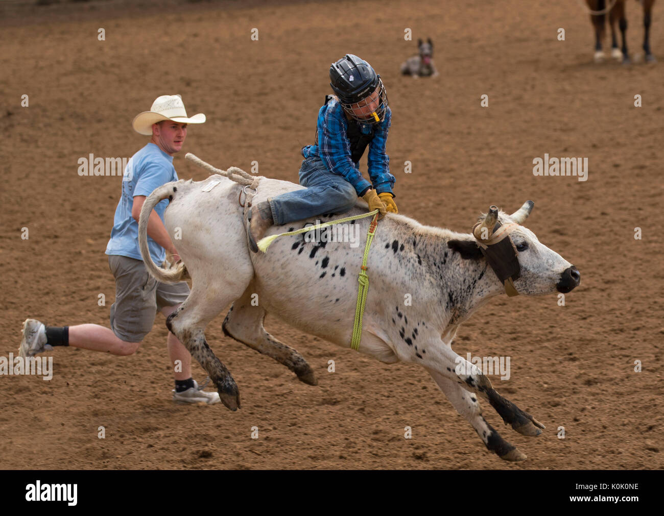 Bull riding hi-res stock photography and images - Alamy