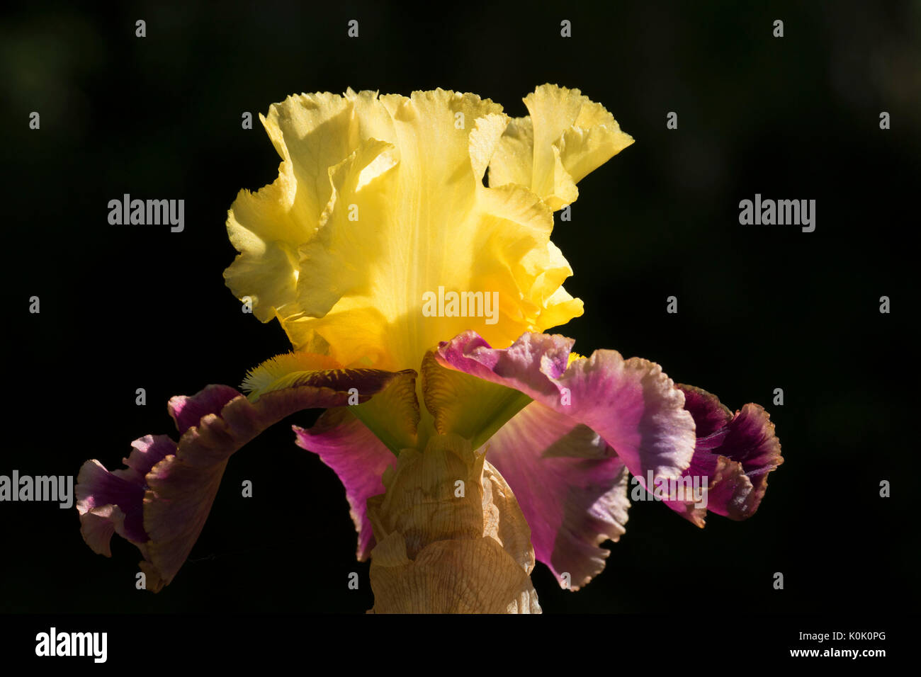 Who Needs a Prince iris, Schreiners Iris Gardens, Keizer, Oregon Stock ...