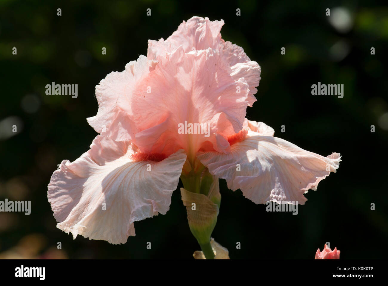 Iris peony hi-res stock photography and images - Alamy