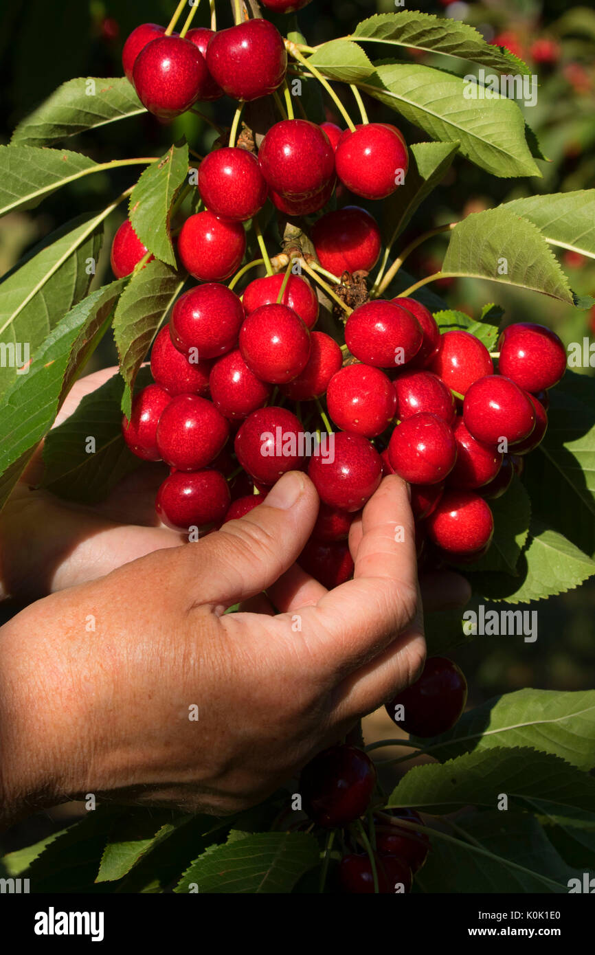 Sweetheart cherry hi-res stock photography and images - Alamy