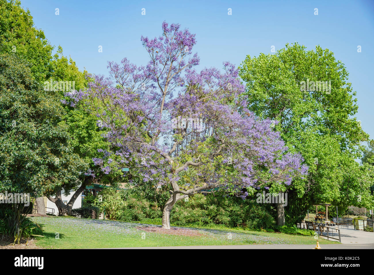 Beautiful Jacaranda Trees blossom at Los Angeles County Arboretum ...