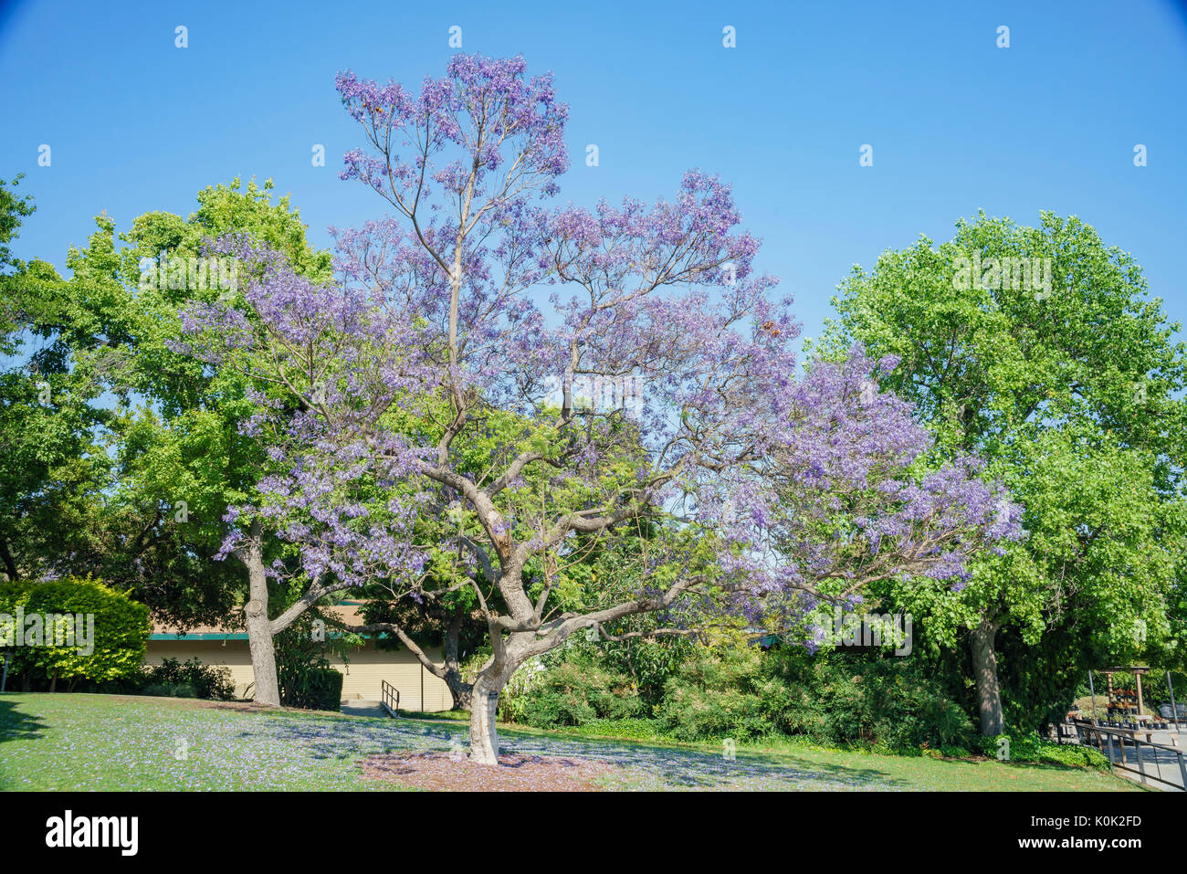 Beautiful Jacaranda Trees blossom at Los Angeles County Arboretum ...