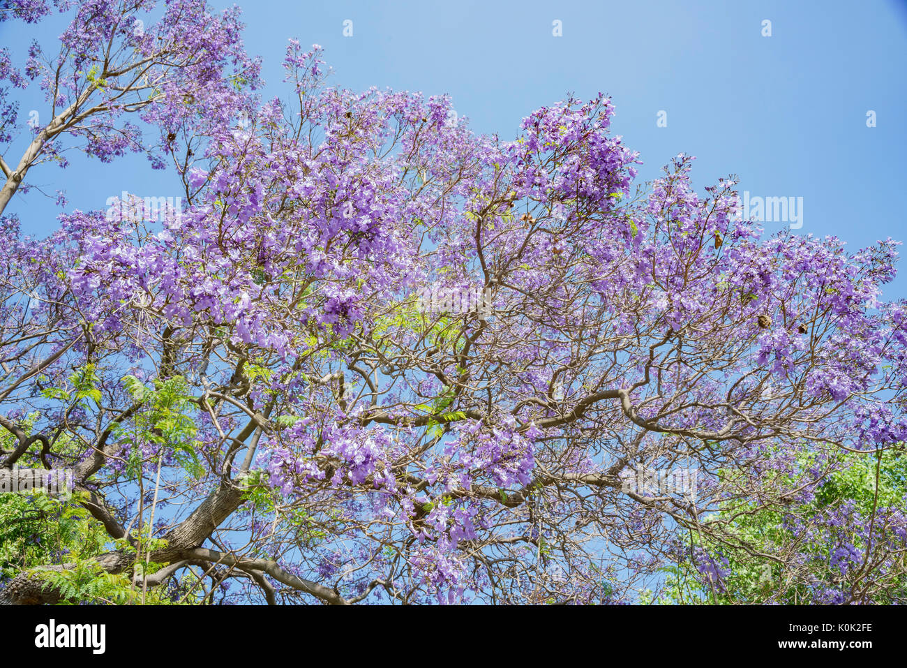Jacaranda trees los angeles hi-res stock photography and images - Alamy