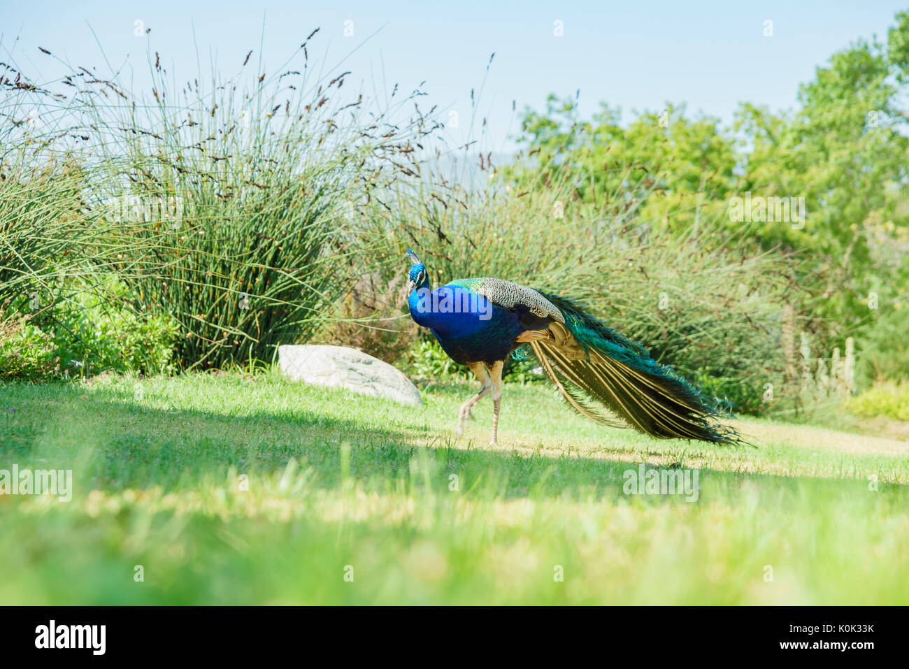 Beautiful peacock walking around at Los Angeles County Arboretum ...