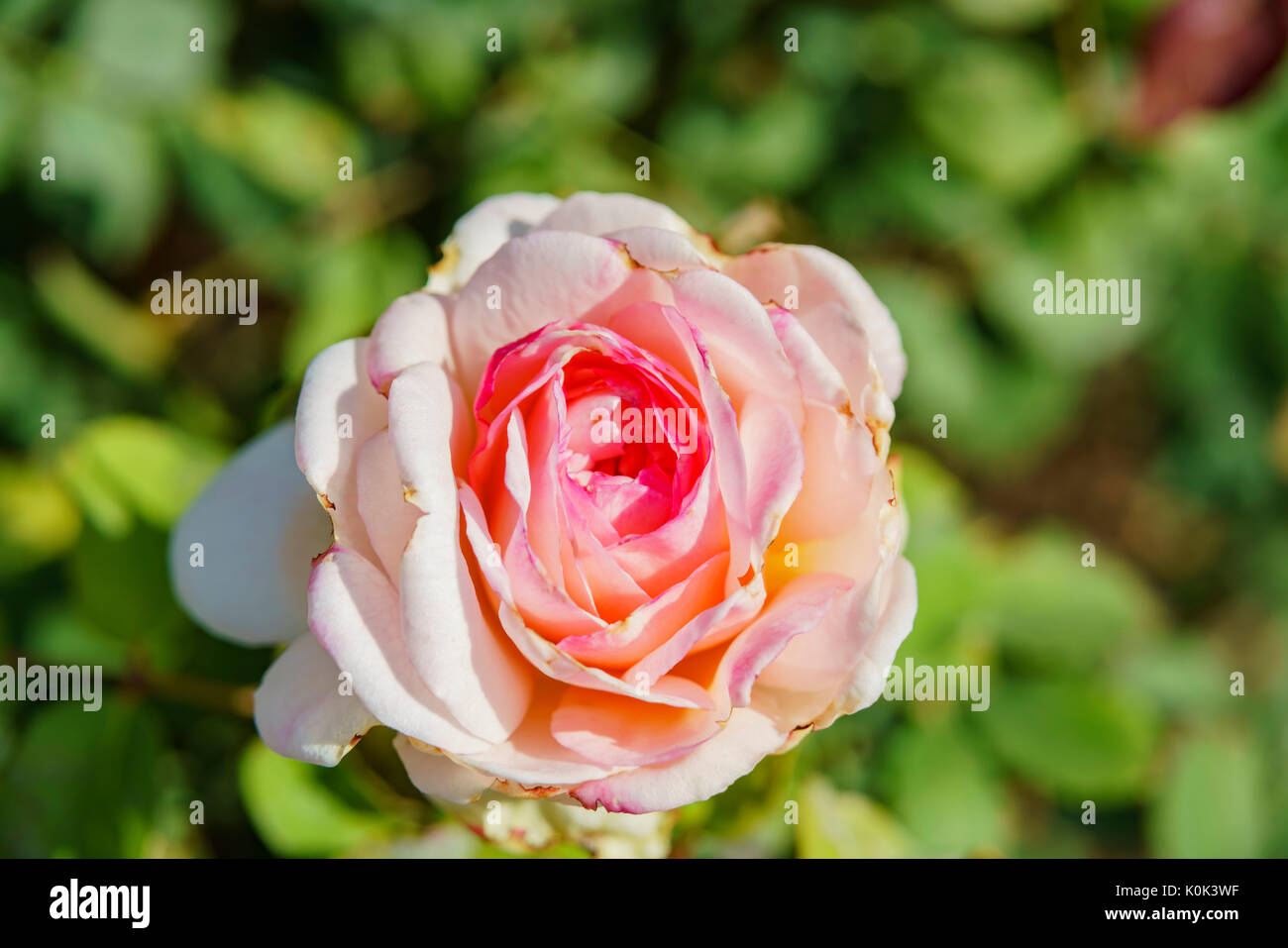 Beautiful red rose close up shot at Los Angeles County Arboretum ...