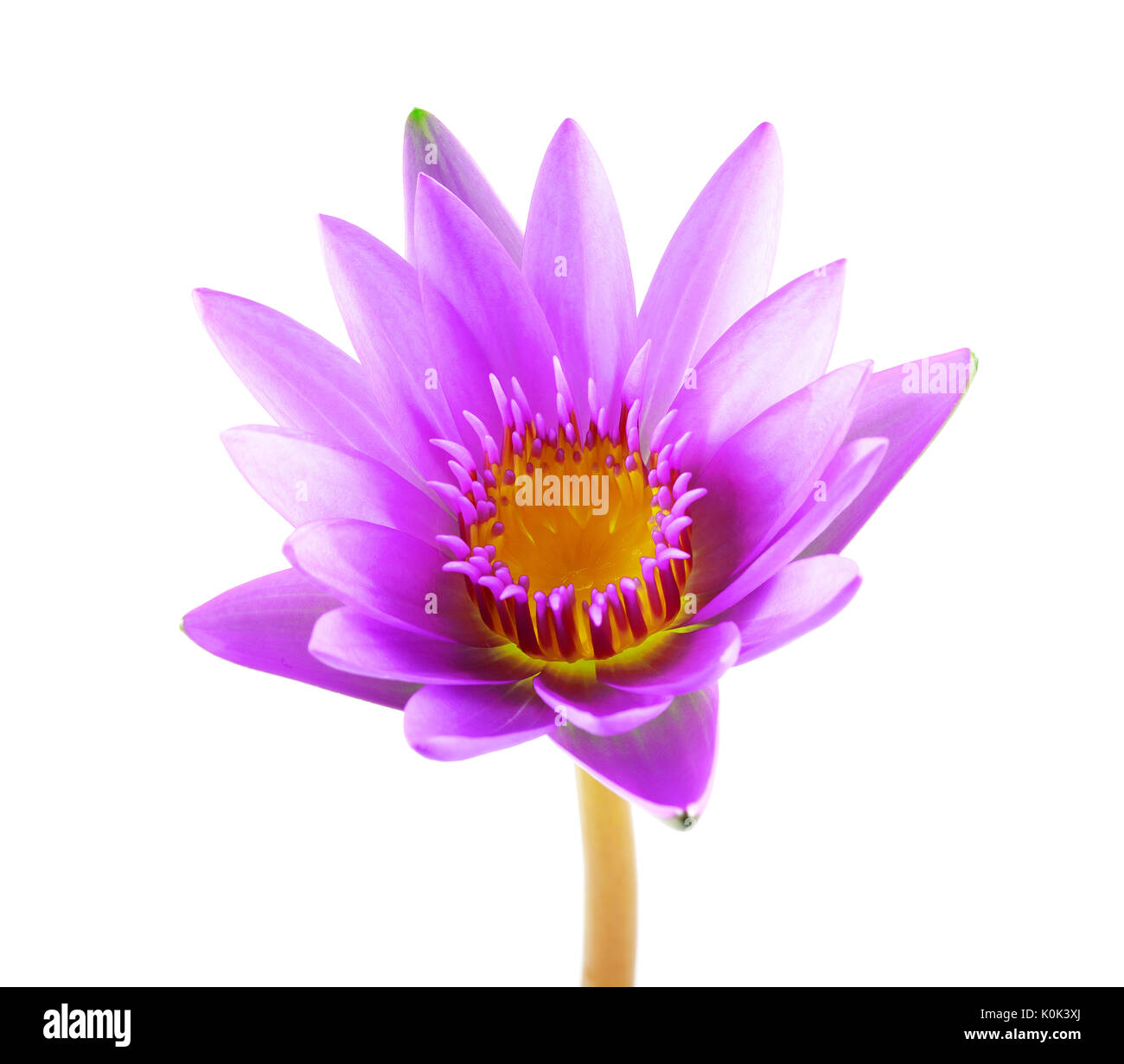 purple lotus flower isolated on white background. Beautiful lotus ...