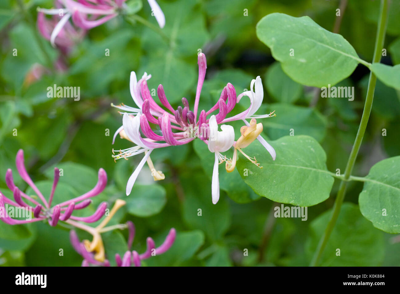 Lonicera periclymenum flowers. Honeysuckle Stock Photo - Alamy