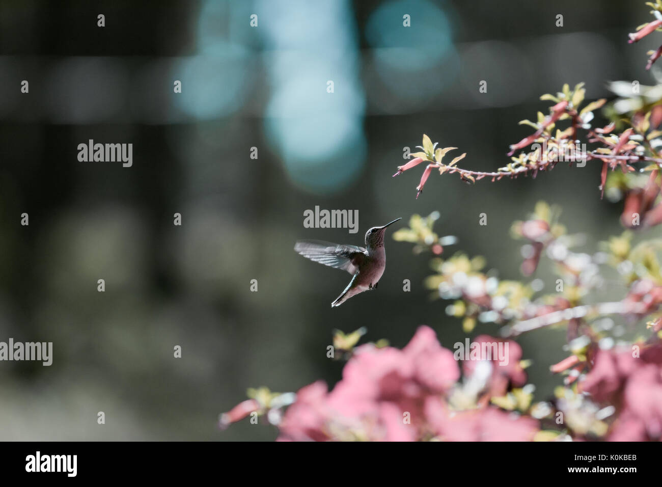 Flutter wing hi-res stock photography and images - Alamy