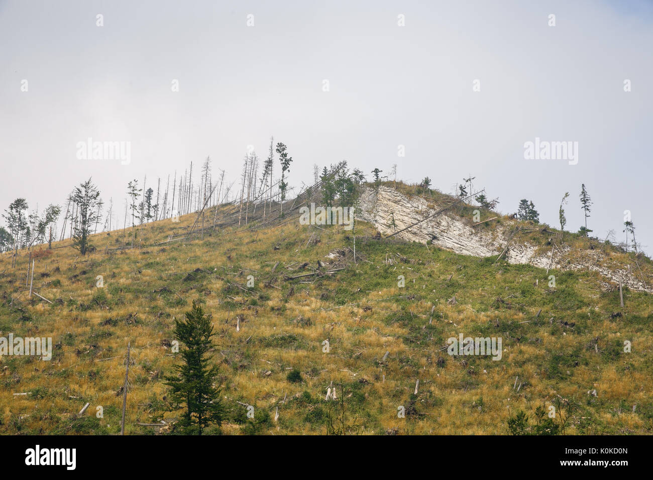 Big Tatry at Poland and Slovakia. Wild animals, beutiful nature, lakes ...
