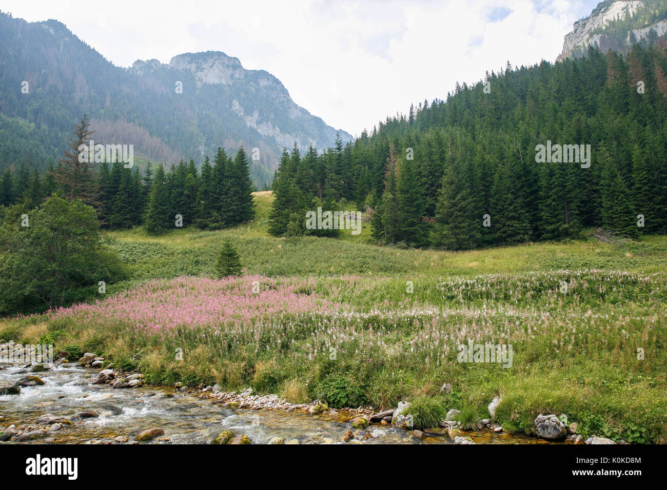 Big Tatry at Poland and Slovakia. Wild animals, beutiful nature, lakes ...