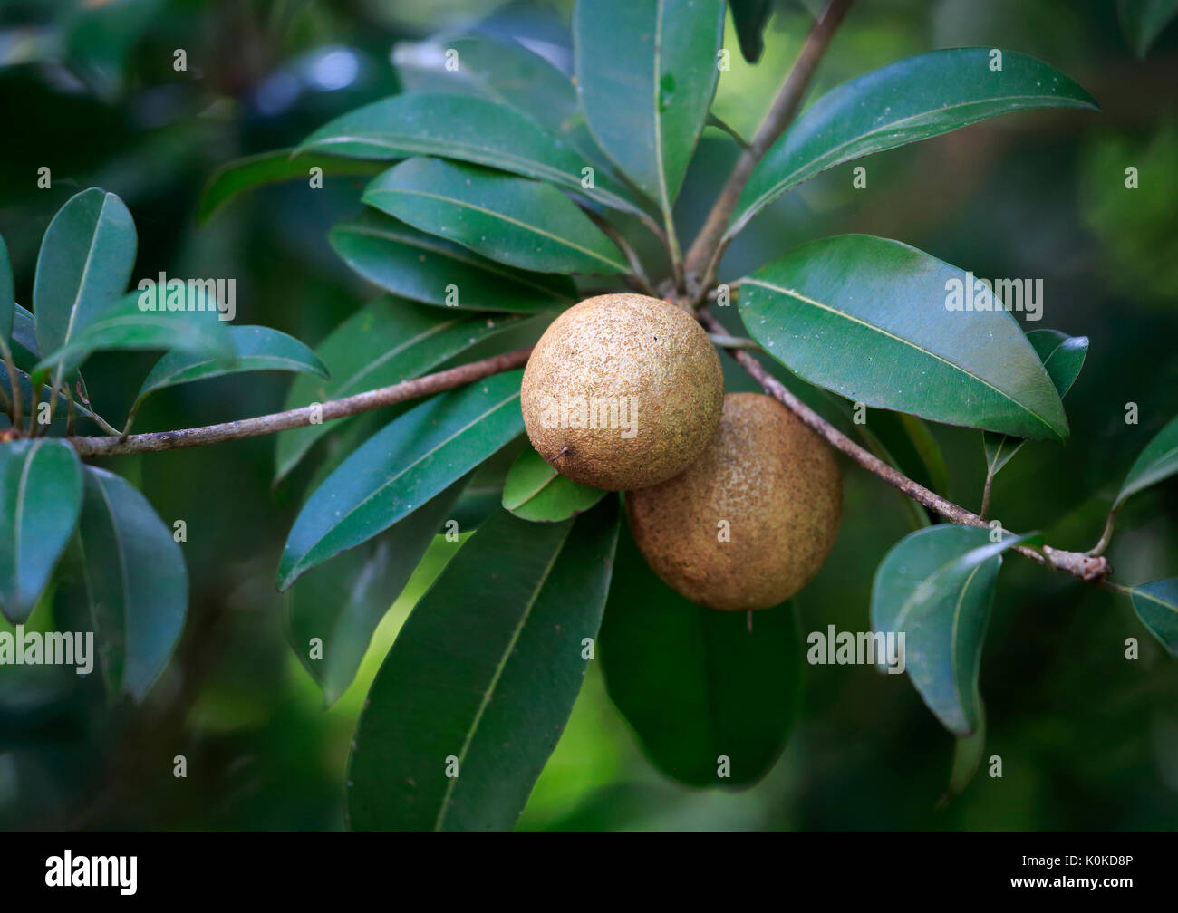 Sapote tree hi-res stock photography and images - Alamy