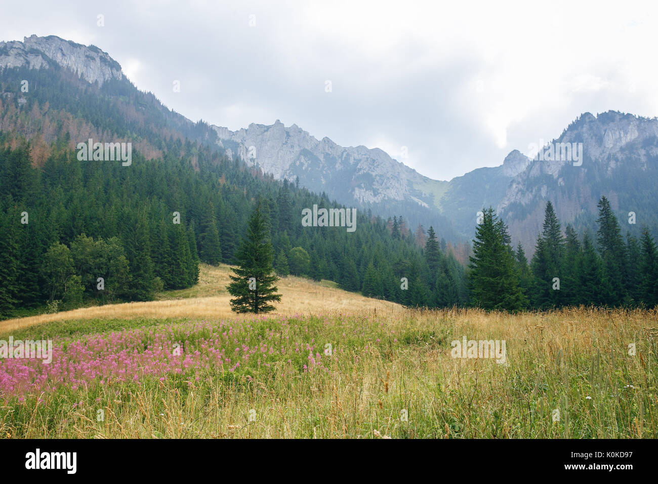 Big Tatry at Poland and Slovakia. Wild animals, beutiful nature, lakes ...