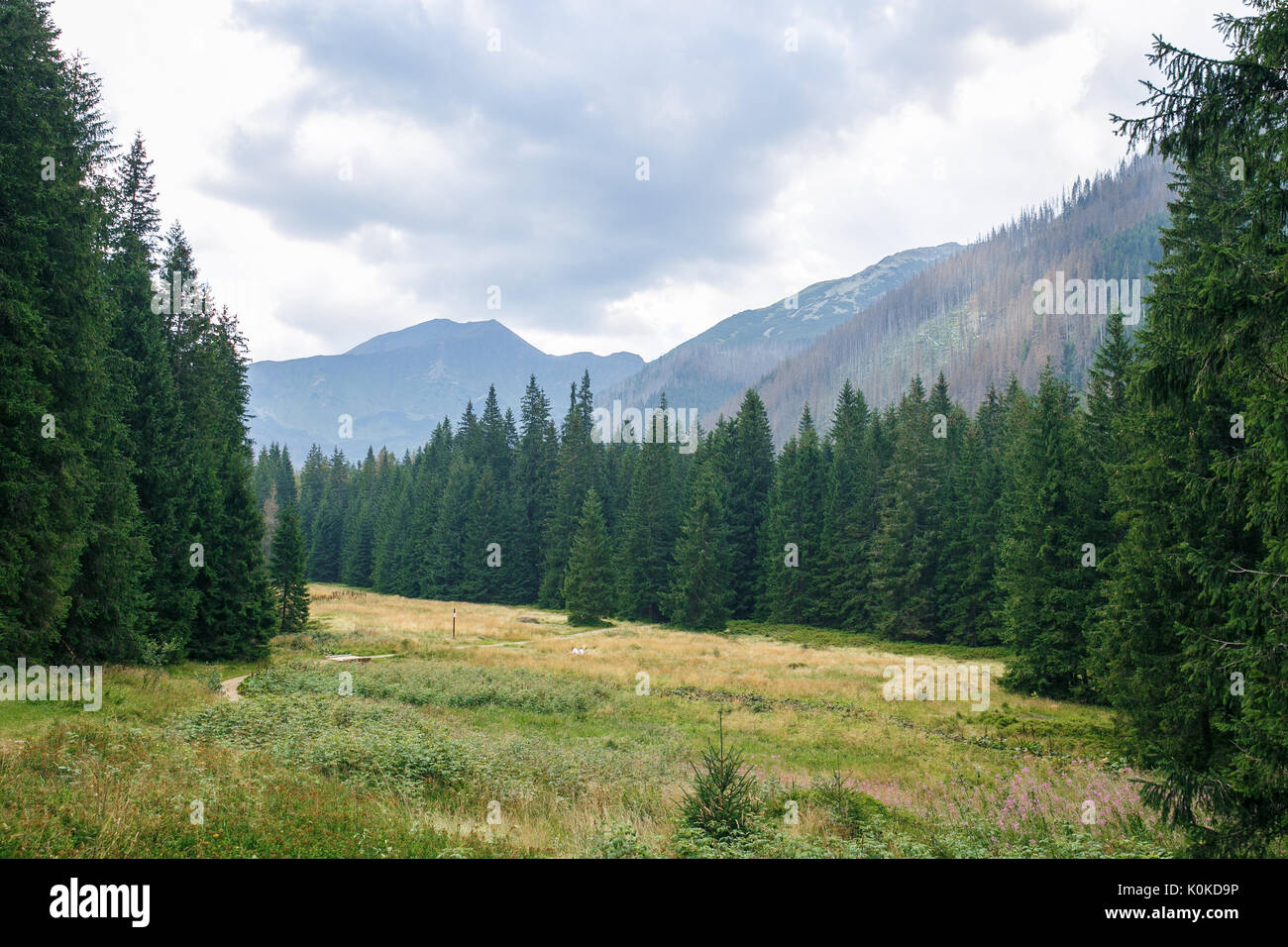 Big Tatry at Poland and Slovakia. Wild animals, beutiful nature, lakes ...