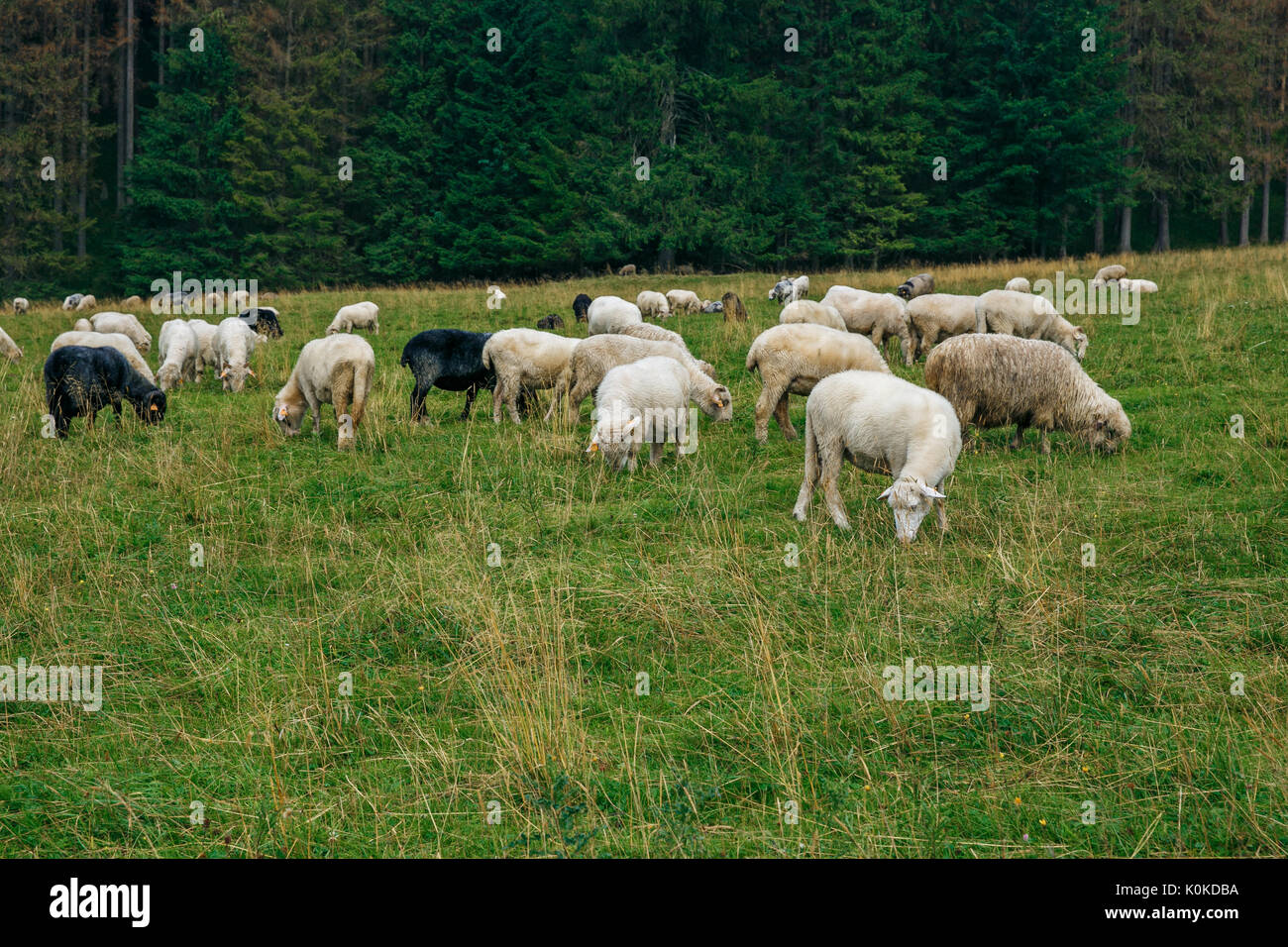 Big Tatry at Poland and Slovakia. Wild animals, beutiful nature, lakes ...
