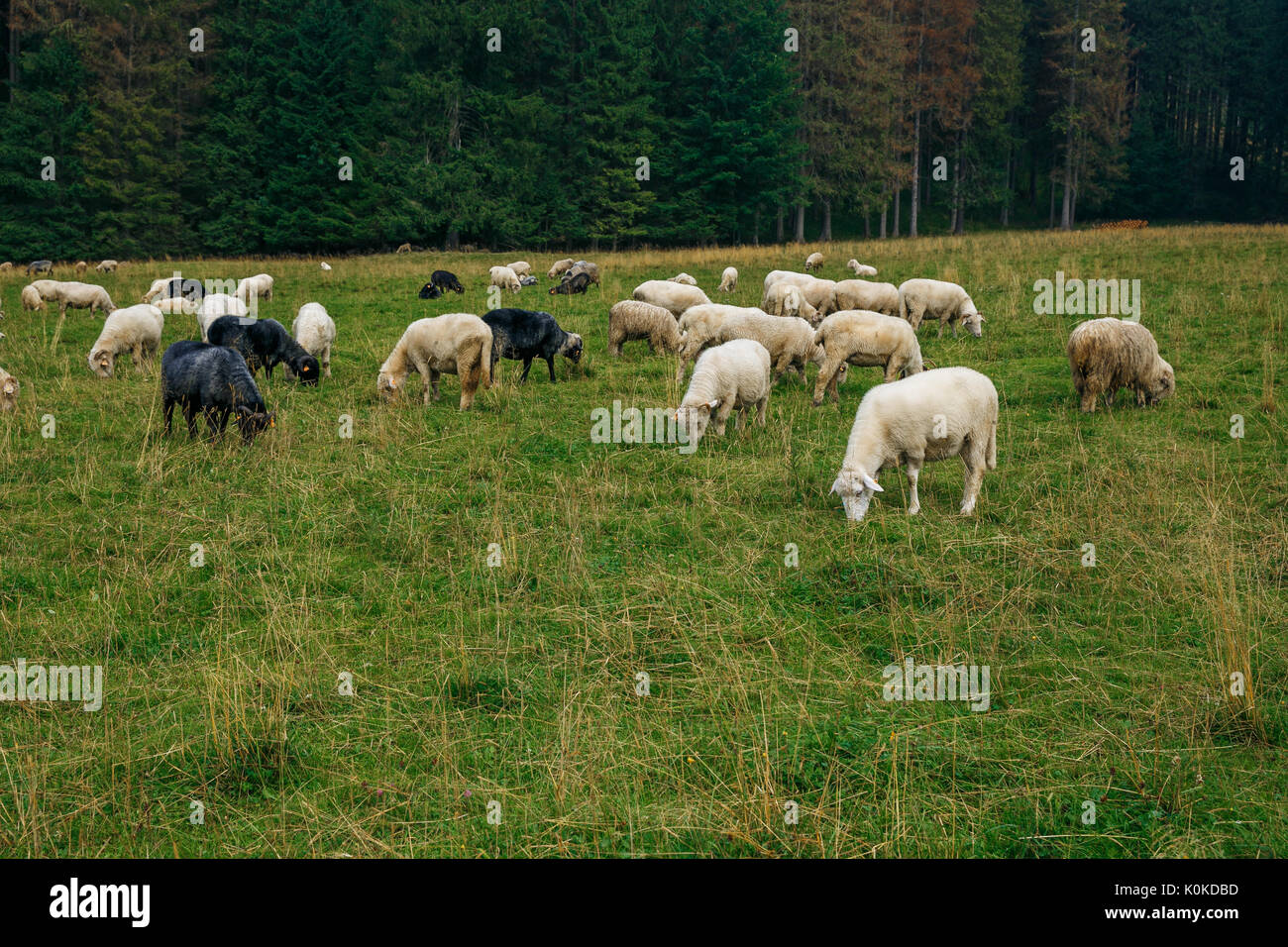 Big Tatry at Poland and Slovakia. Wild animals, beutiful nature, lakes ...