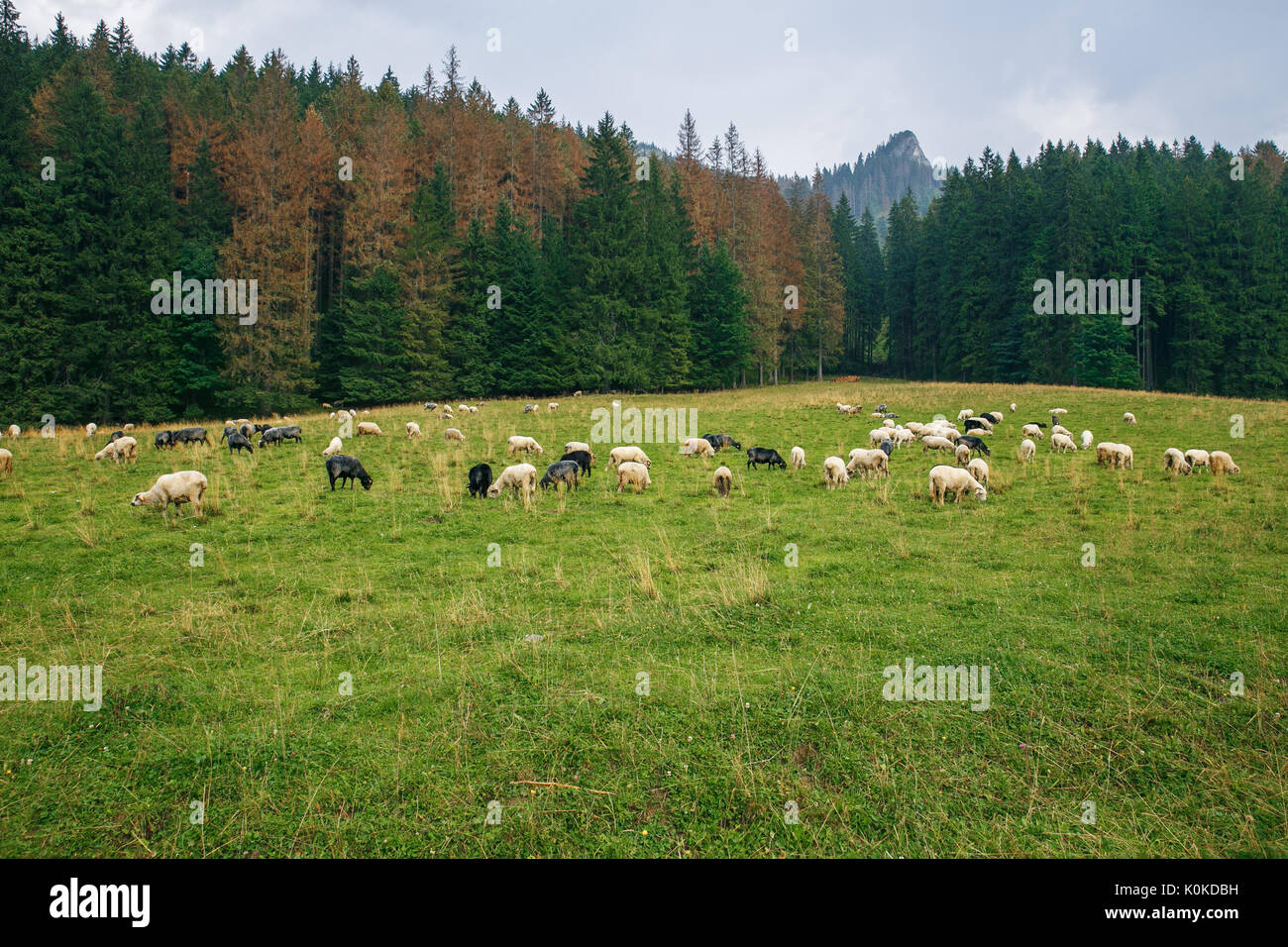 Big Tatry at Poland and Slovakia. Wild animals, beutiful nature, lakes ...