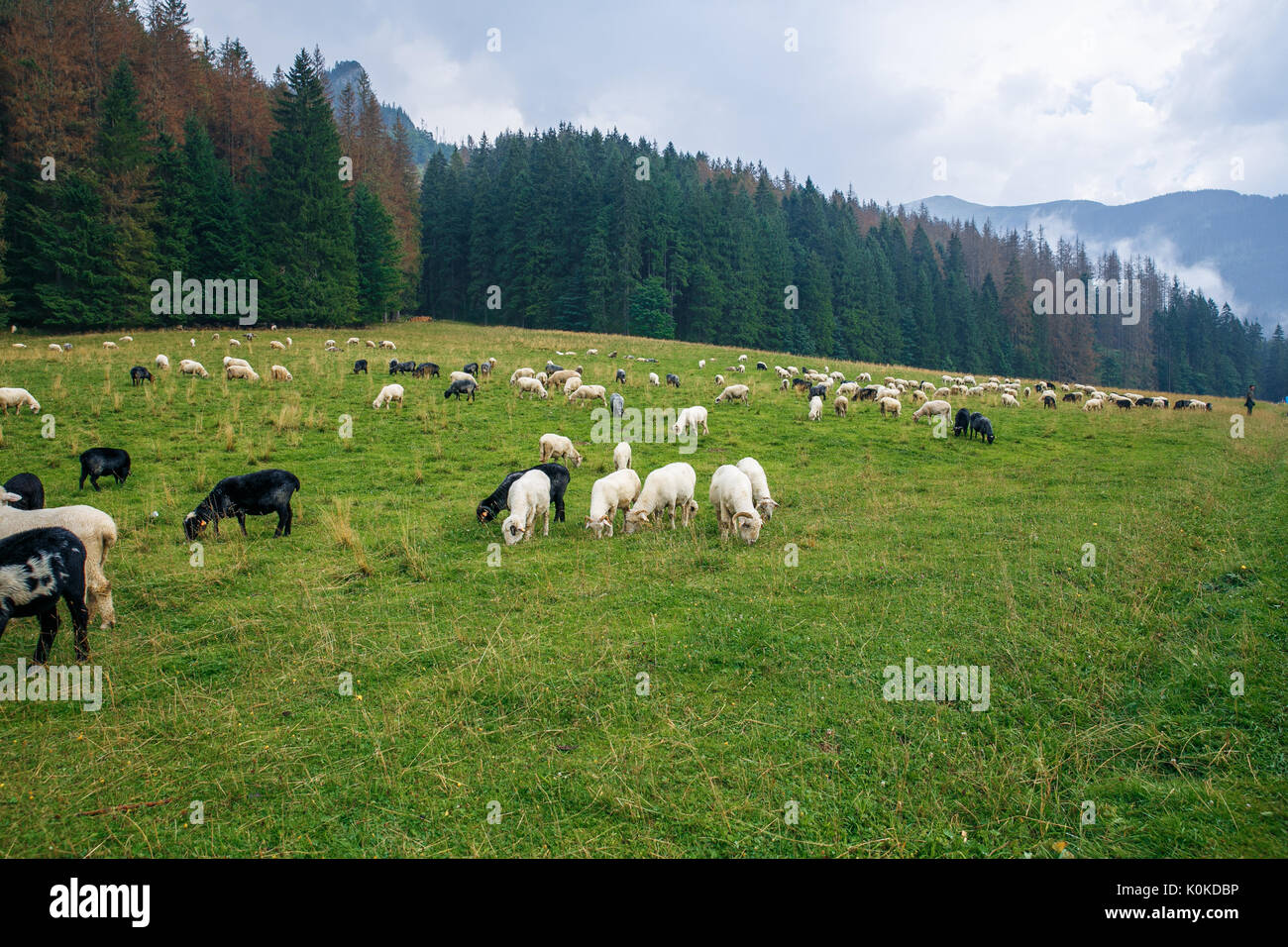 Big Tatry at Poland and Slovakia. Wild animals, beutiful nature, lakes ...