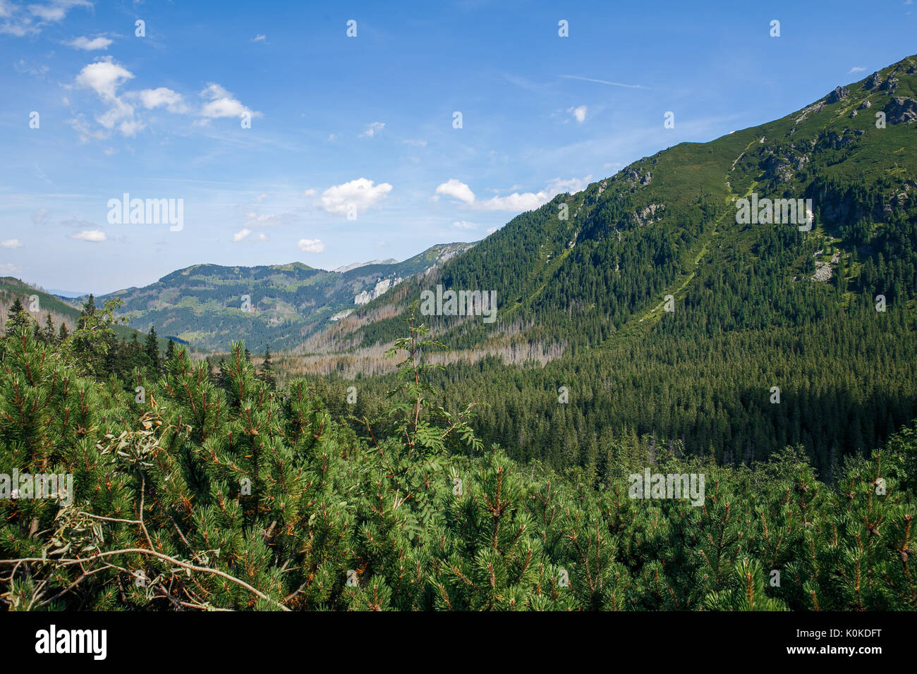 Big Tatry at Poland and Slovakia. Wild animals, beutiful nature, lakes ...