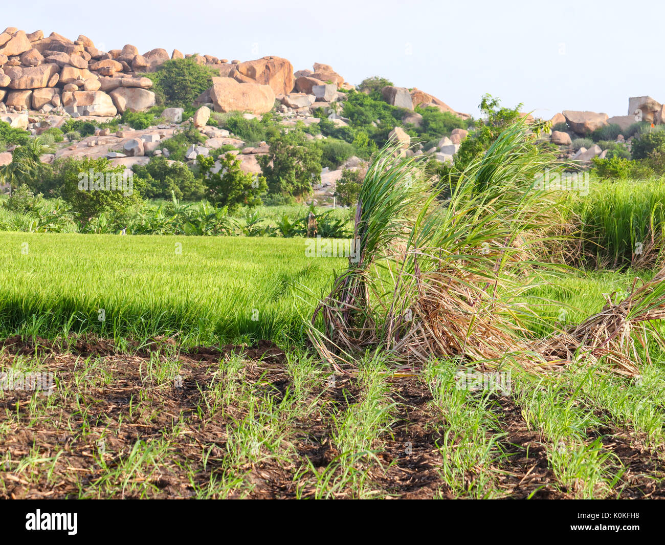 Indian Farming Stock Photos & Indian Farming Stock Images - Alamy