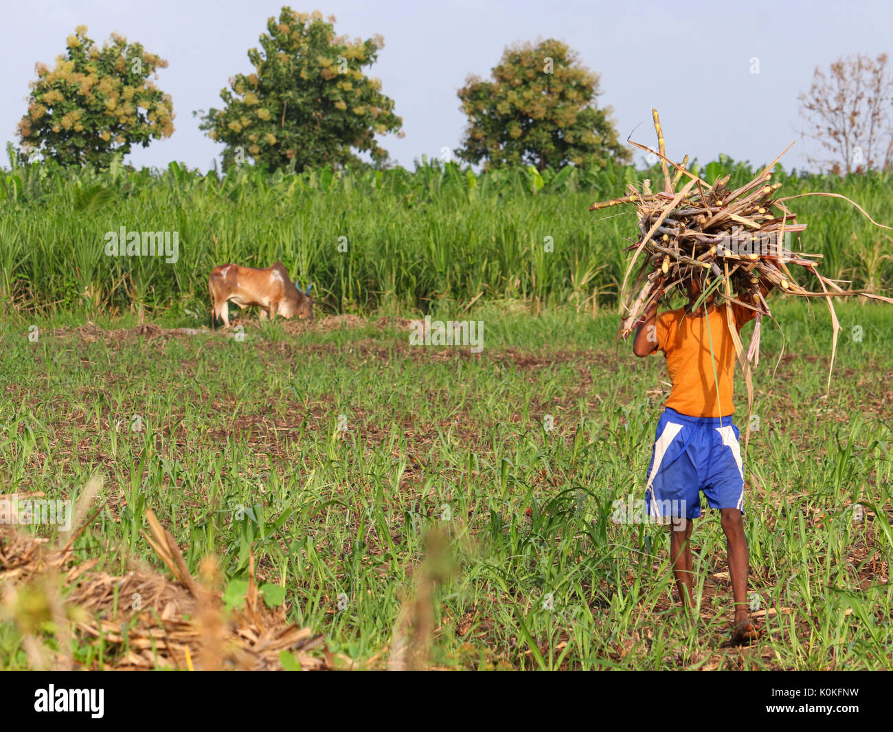 Sugarcane field india hi-res stock photography and images - Alamy