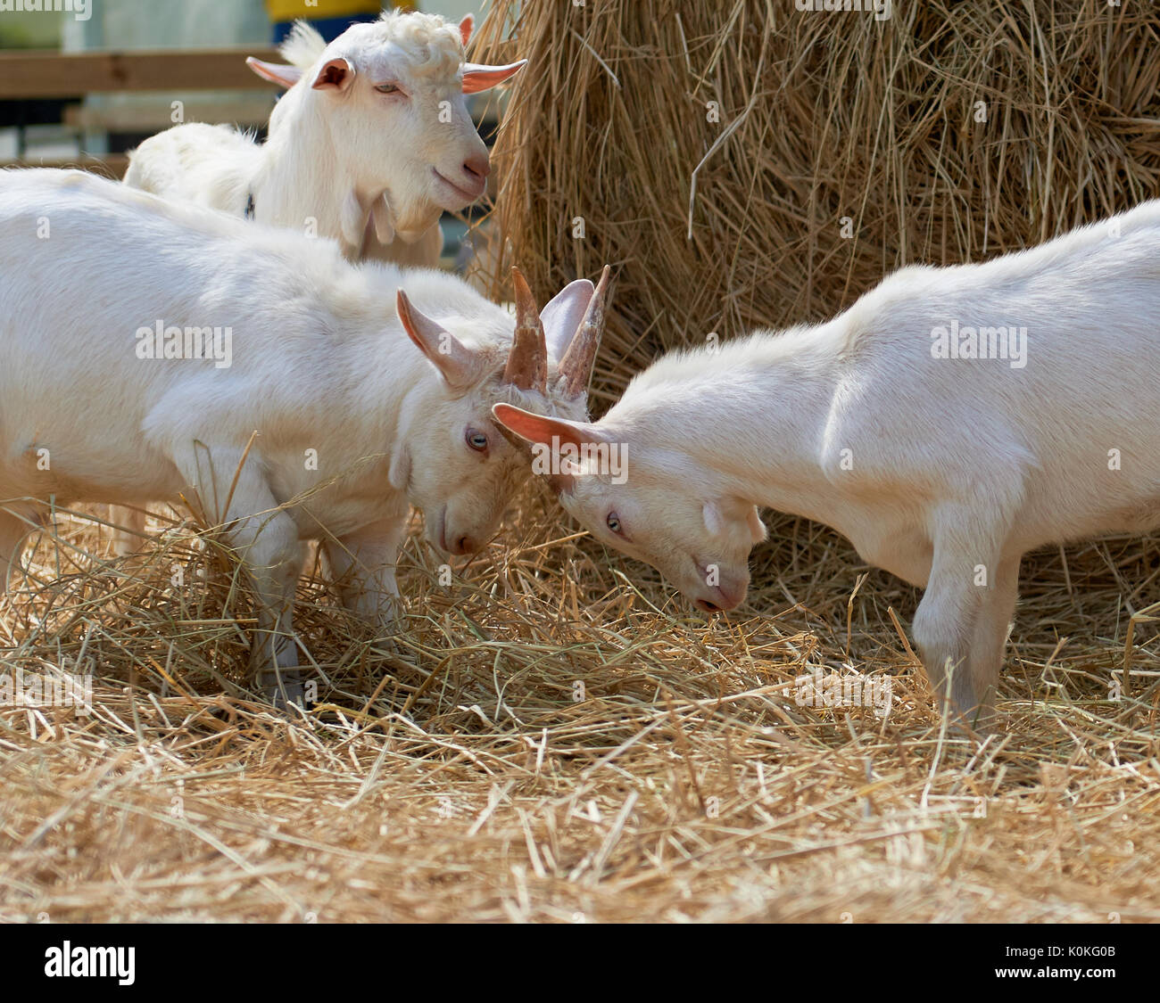 Young goats headbutt each other Stock Photo - Alamy